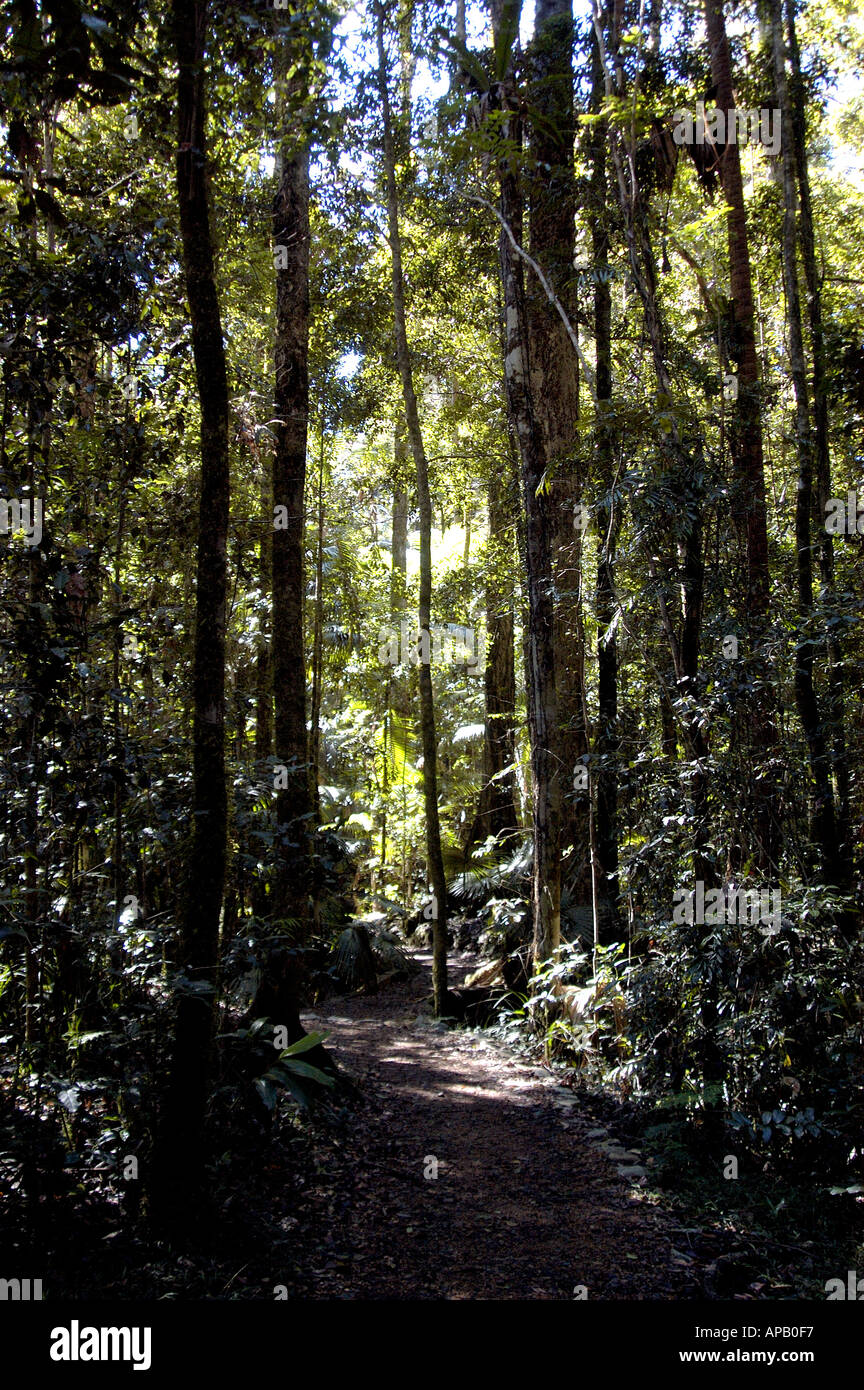 Palms, Pines and Cedar trees at Eungella National Park also known as ...