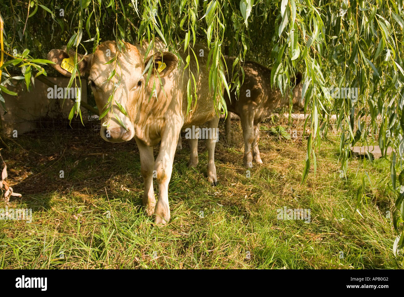 Calf in the shade of a willow tree, Devon England Stock Photo - Alamy