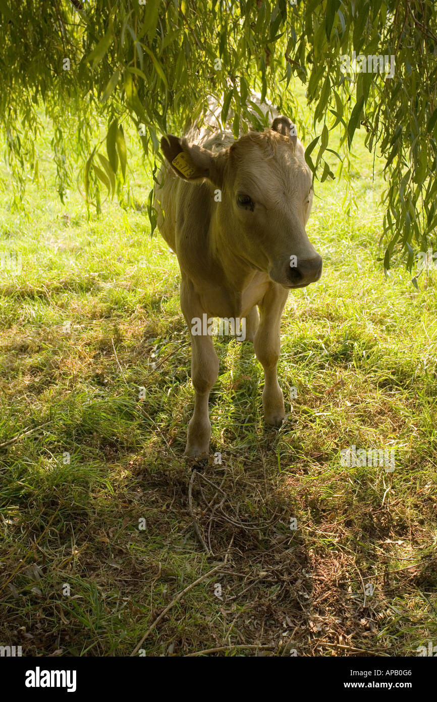 Calf in the shade of a willow tree, Devon England Stock Photo - Alamy