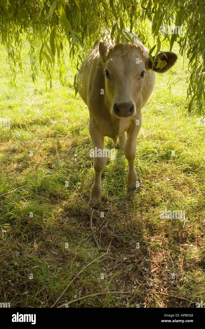 Calf in the shade of a willow tree, Devon England Stock Photo - Alamy