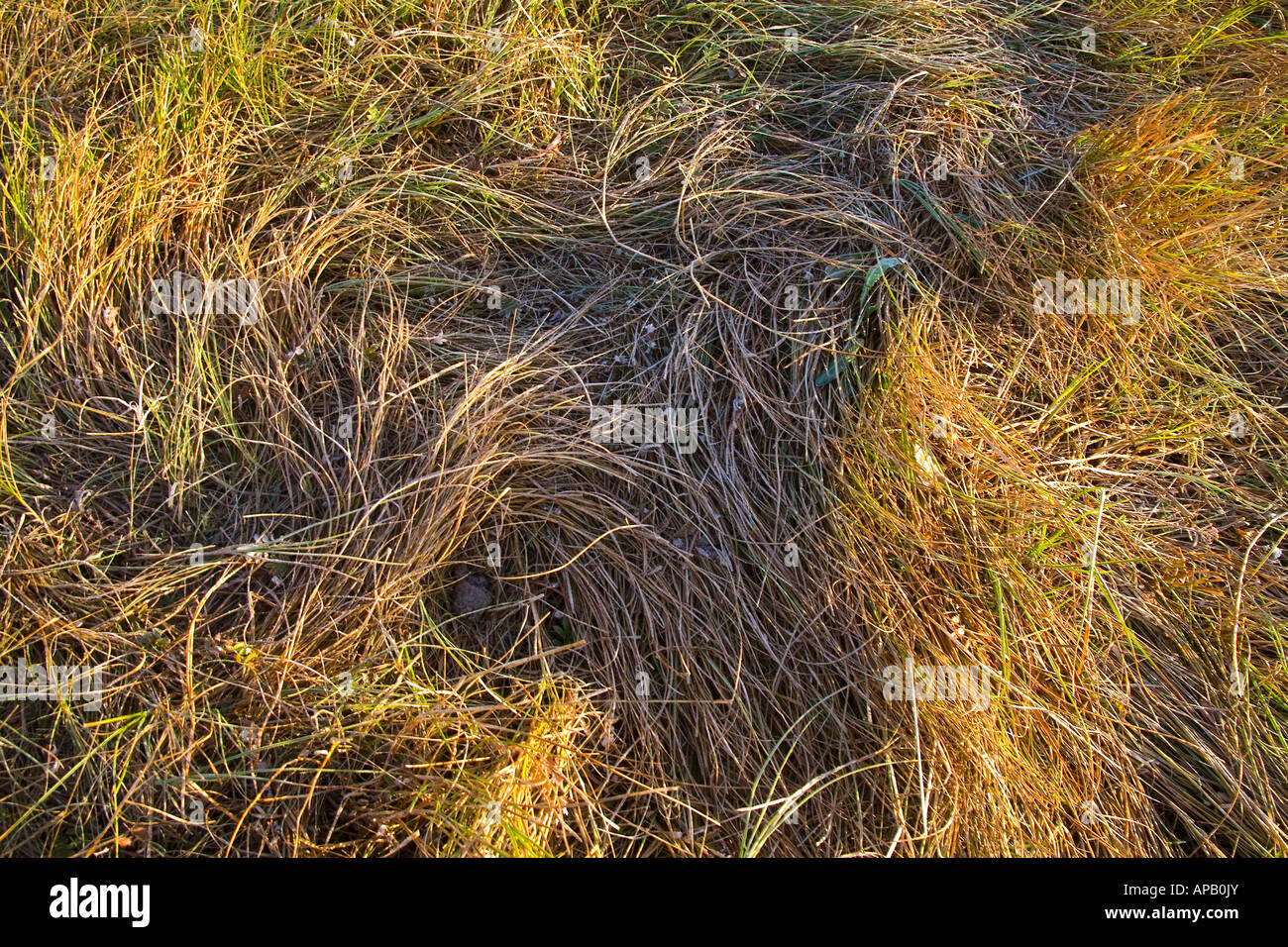 Neimenggu hi-res stock photography and images - Alamy