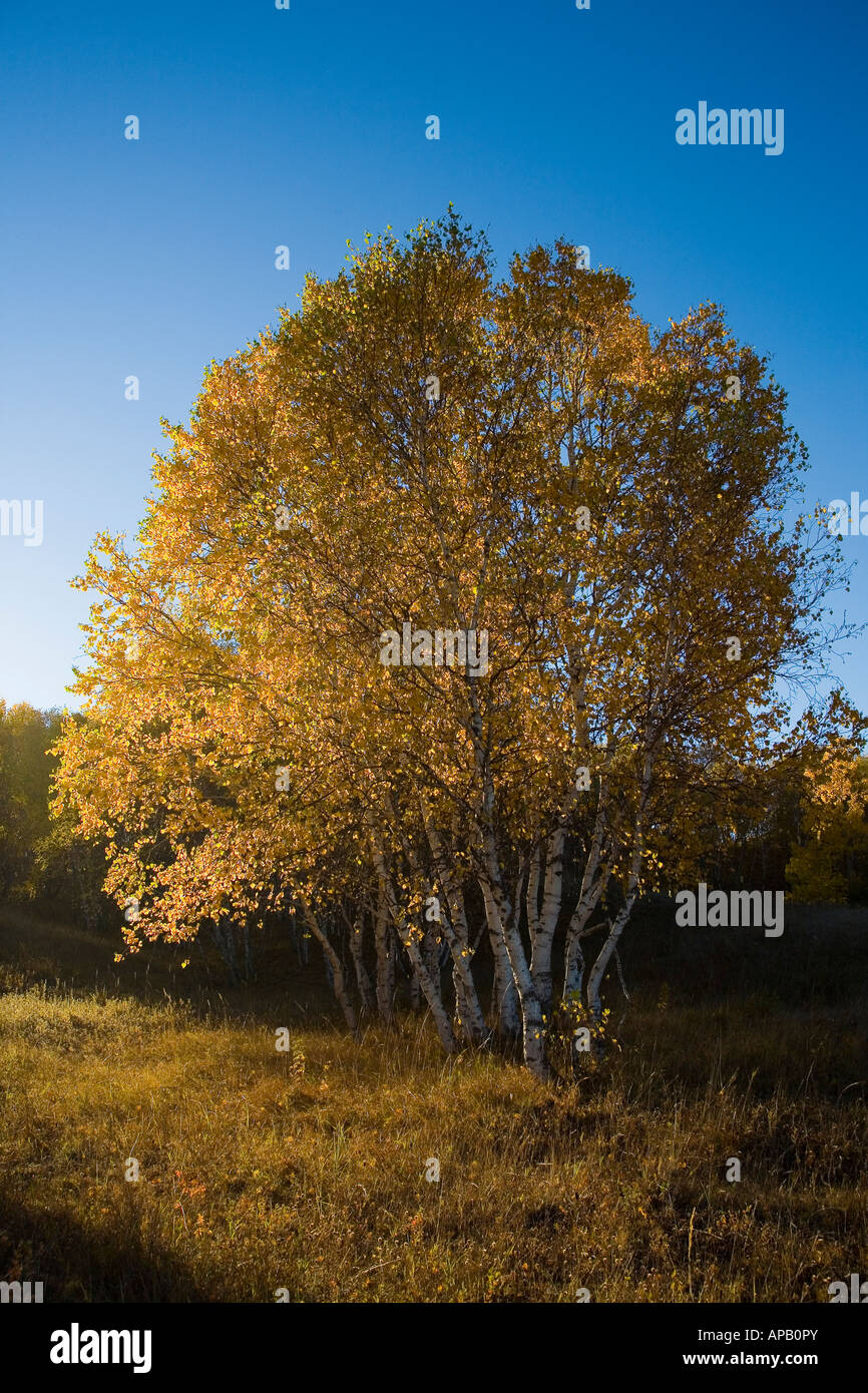 View of Bashang high plain Neimenggu Stock Photo - Alamy