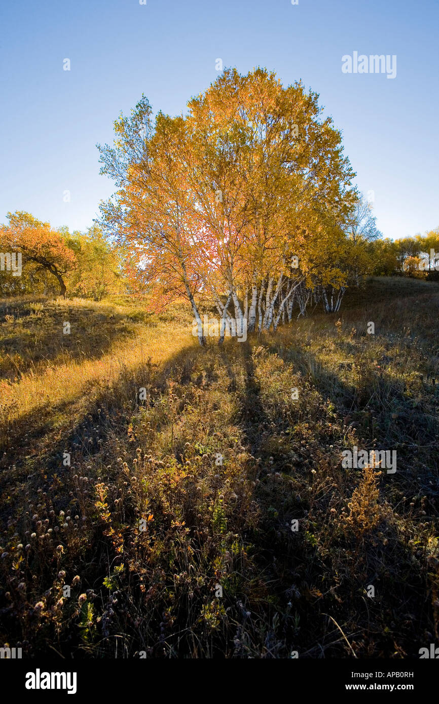 View of Bashang high plain Neimenggu Stock Photo - Alamy