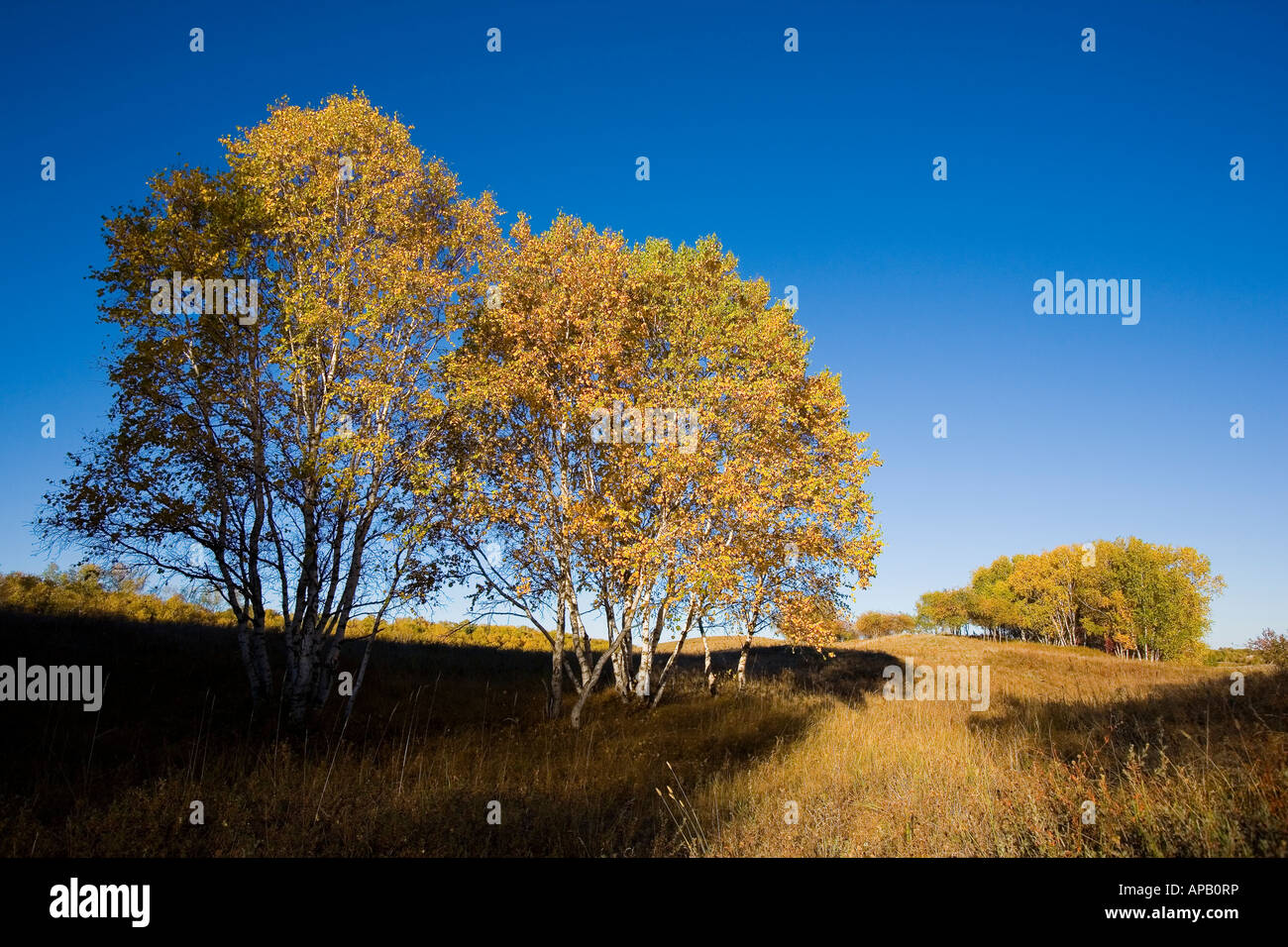 View of Bashang high plain Neimenggu Stock Photo - Alamy