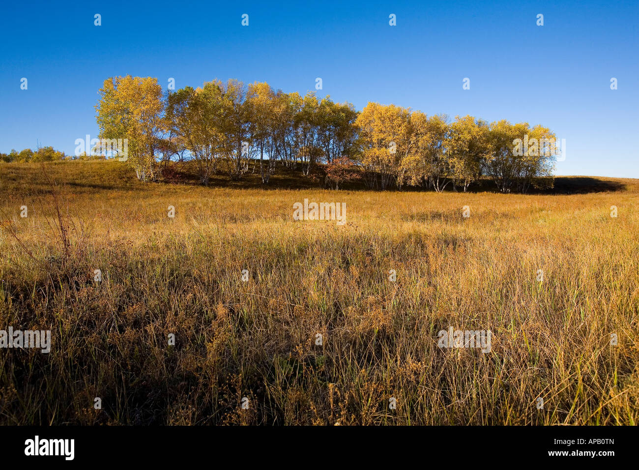 View of Bashang high plain Neimenggu Stock Photo - Alamy