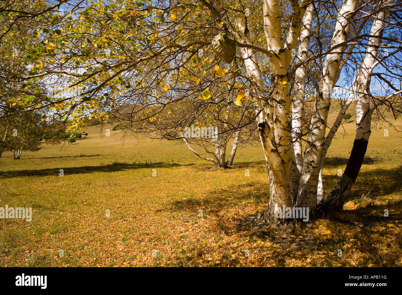 View of Bashang high plain Neimenggu Stock Photo - Alamy
