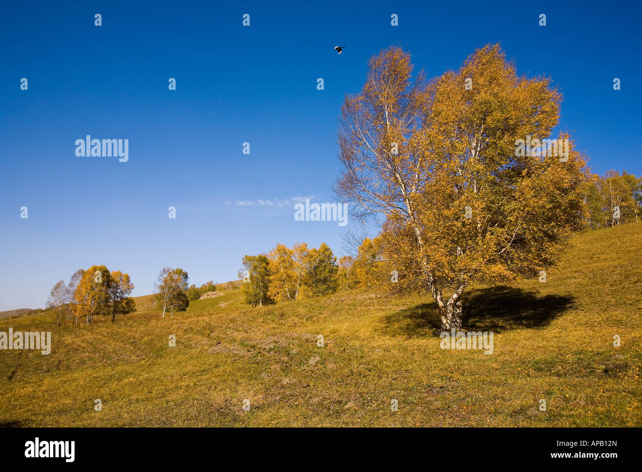 View of Bashang high plain Neimenggu Stock Photo - Alamy
