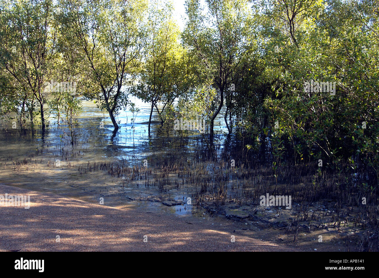Mangrove plants growing on the beach at Lucinda near Ingham. Between ...