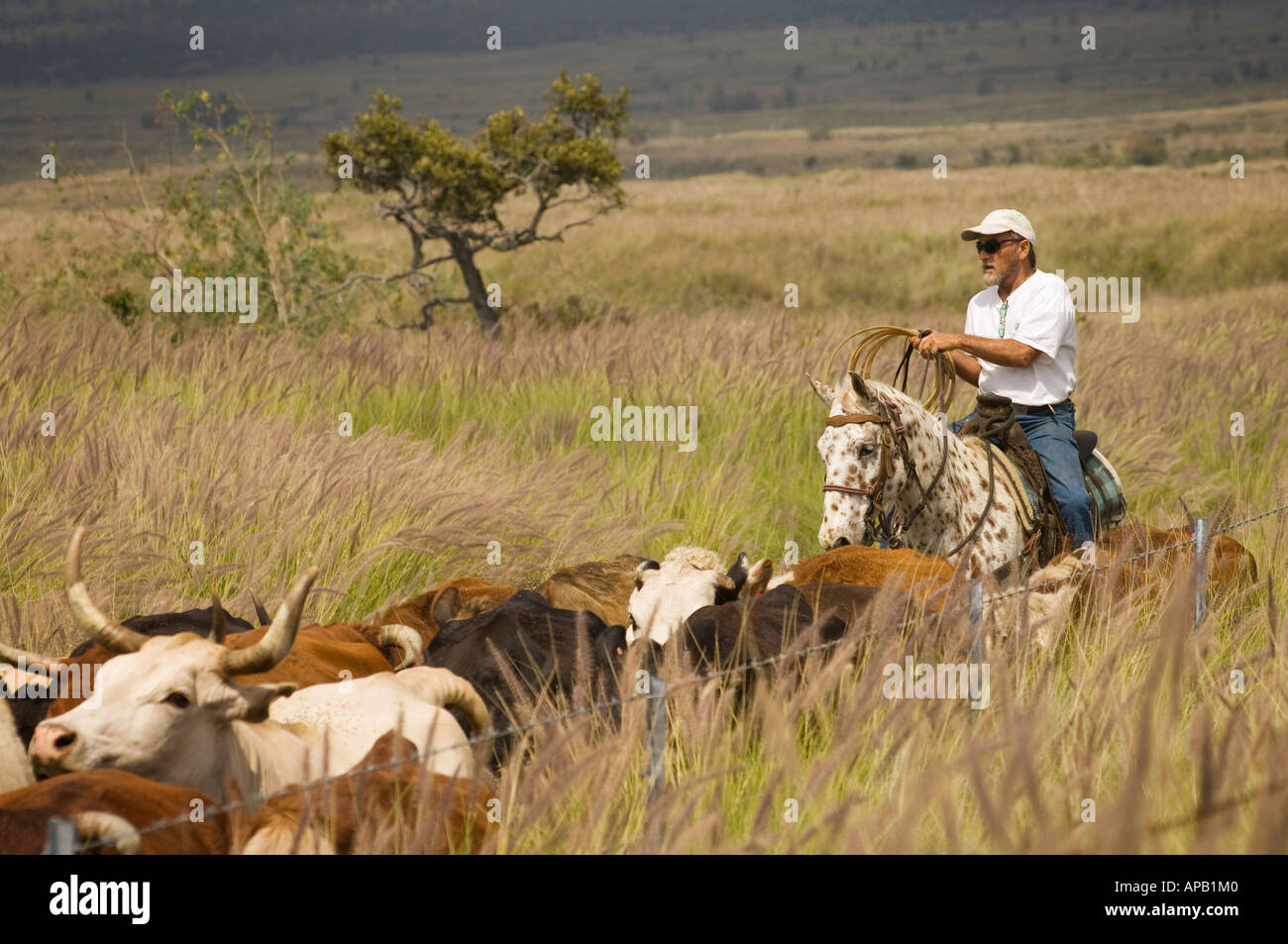 Cattle ranching hawaii hi-res stock photography and images - Alamy