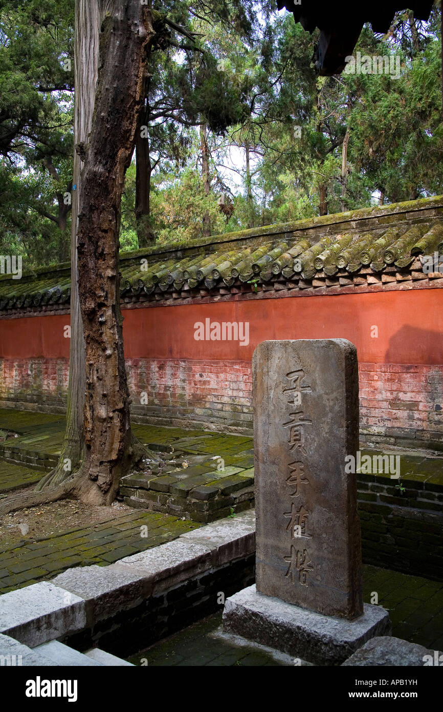 View of Confucius Forest in Qufu Shandong Stock Photo - Alamy