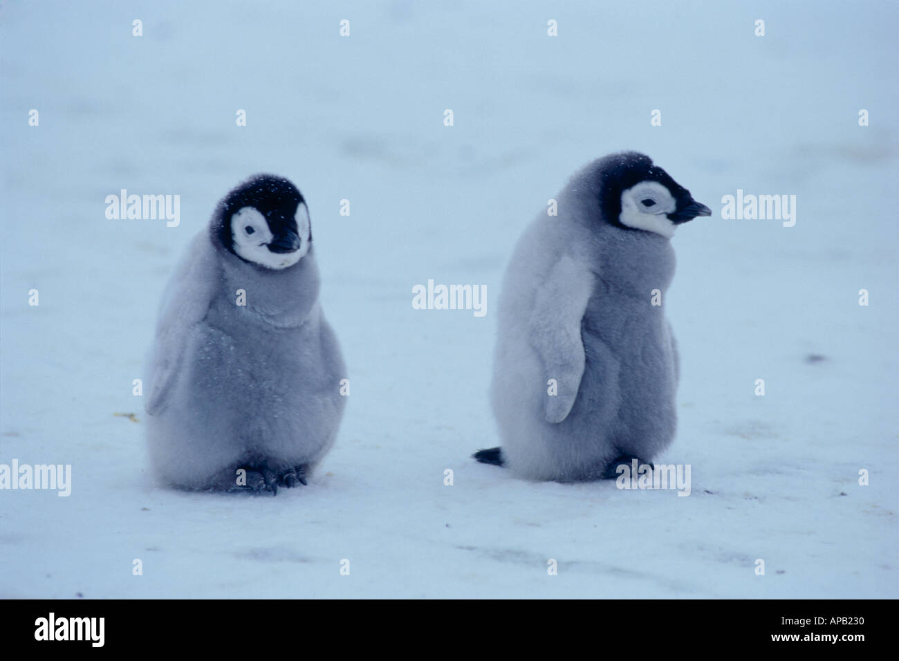 EMPEROR PENGUINS ANTARCTIC Stock Photo - Alamy
