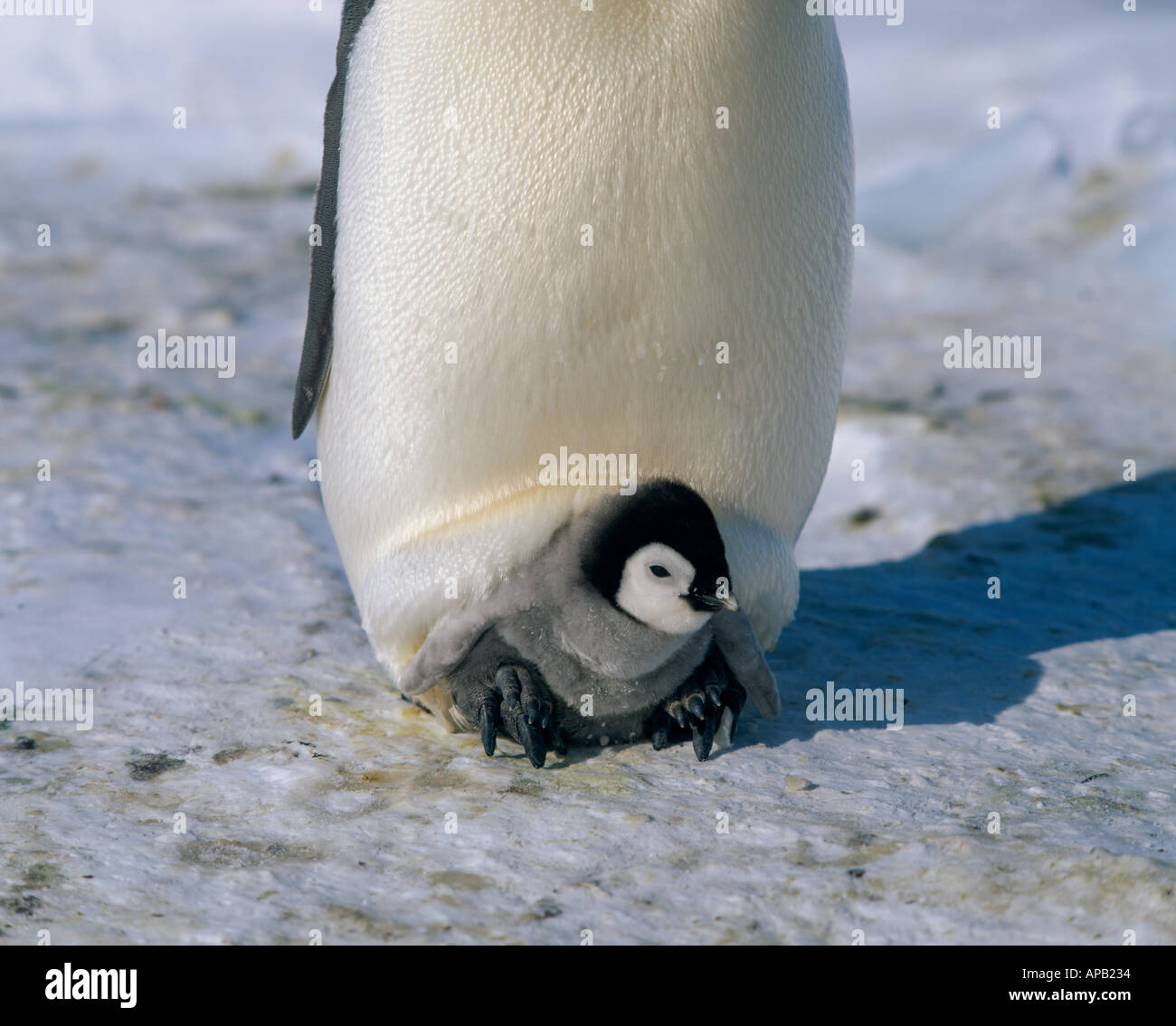 EMPEROR PENGUINS ANTARCTIC Stock Photo - Alamy