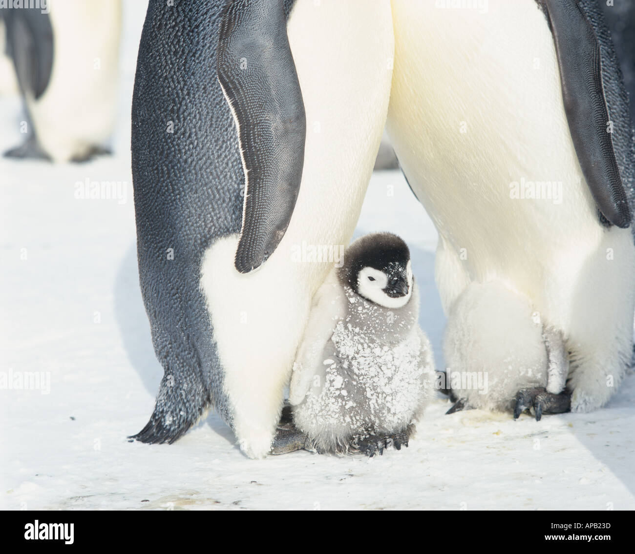 EMPEROR PENGUINS ANTARCTIC Stock Photo - Alamy
