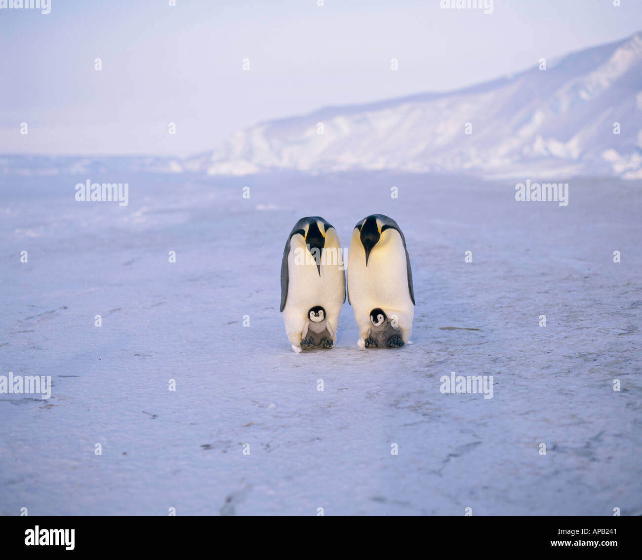 EMPEROR PENGUINS ANTARCTIC Stock Photo - Alamy