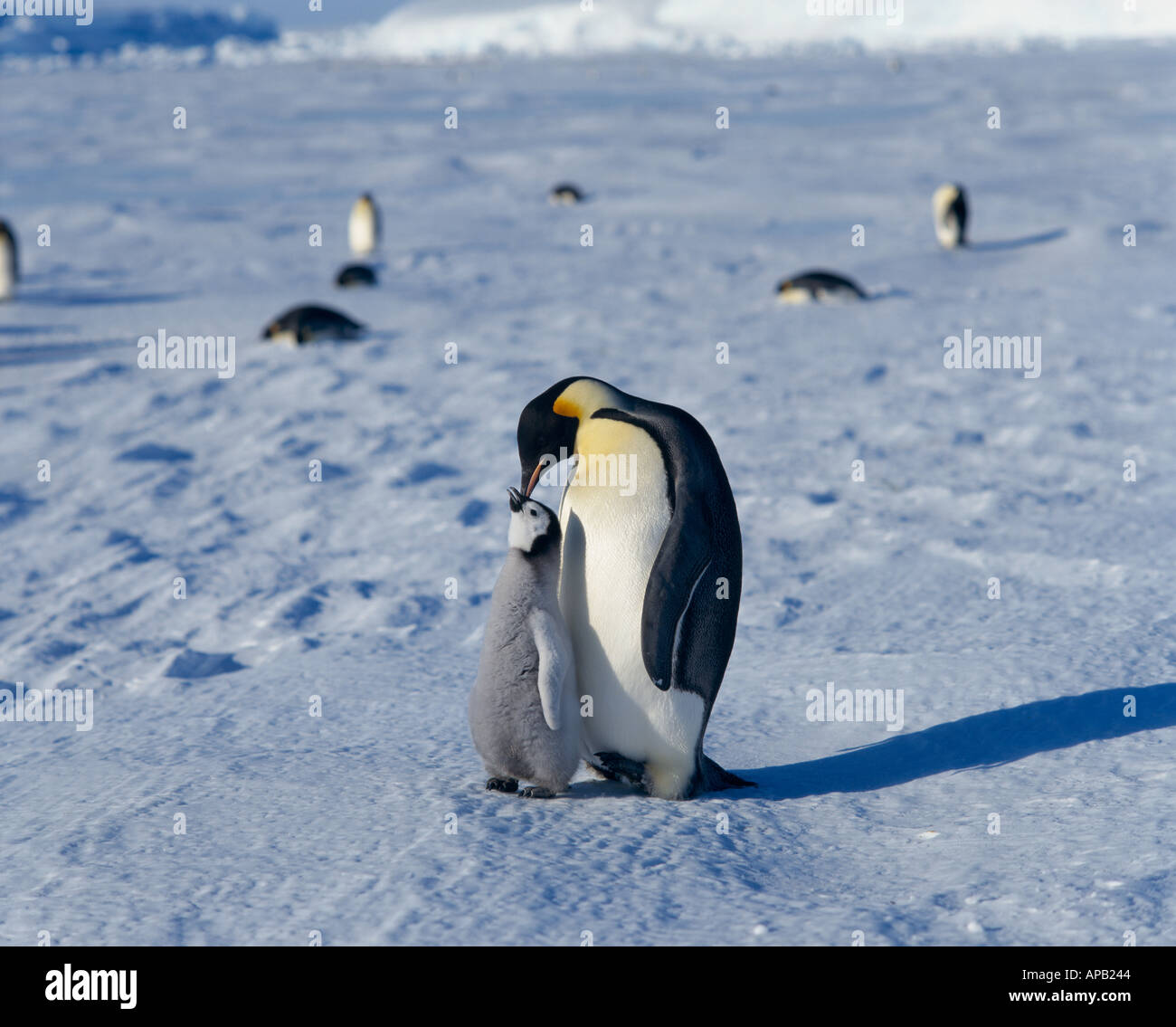 EMPEROR PENGUINS ANTARCTIC Stock Photo - Alamy