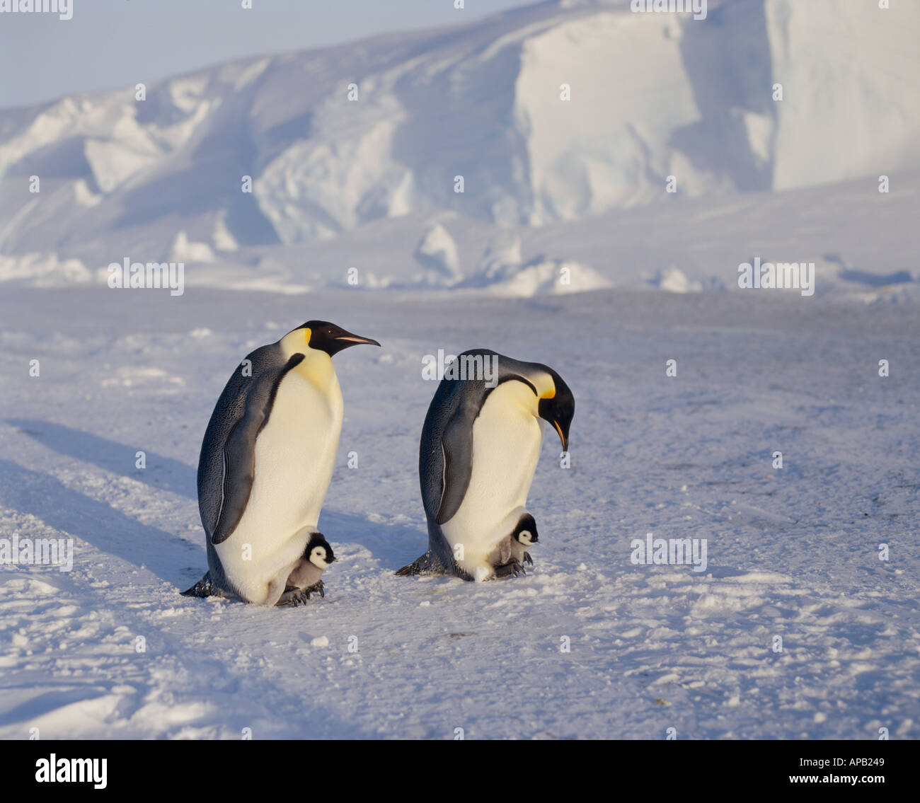 EMPEROR PENGUINS ANTARCTIC Stock Photo - Alamy