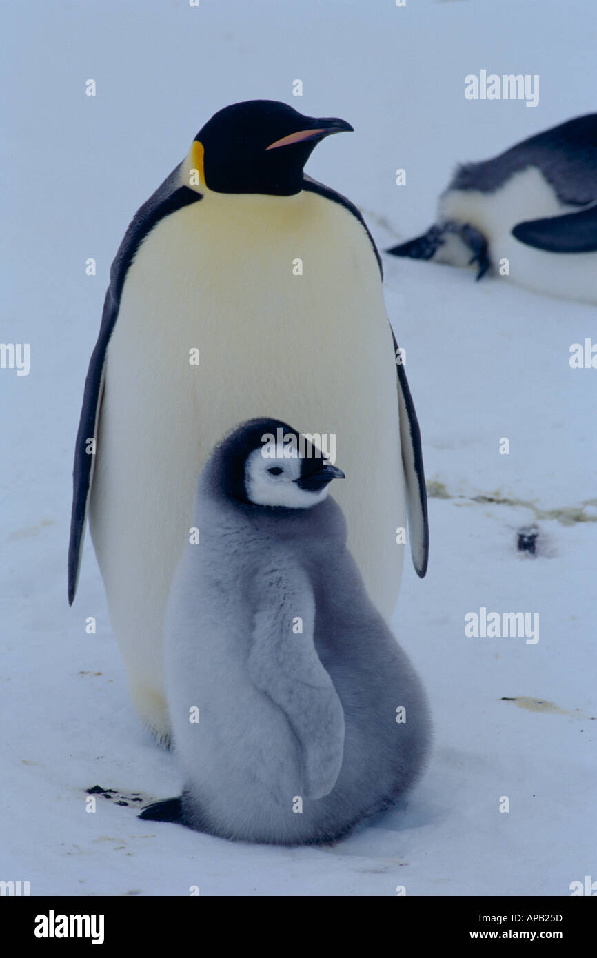 EMPEROR PENGUINS ANTARCTIC Stock Photo - Alamy