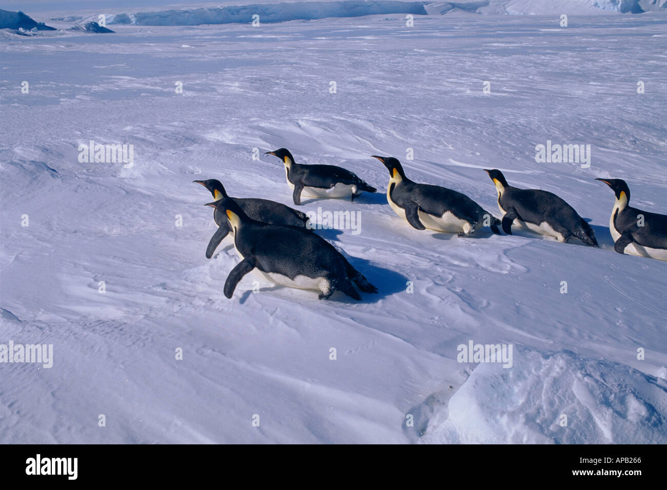 EMPEROR PENGUINS ANTARCTIC Stock Photo - Alamy