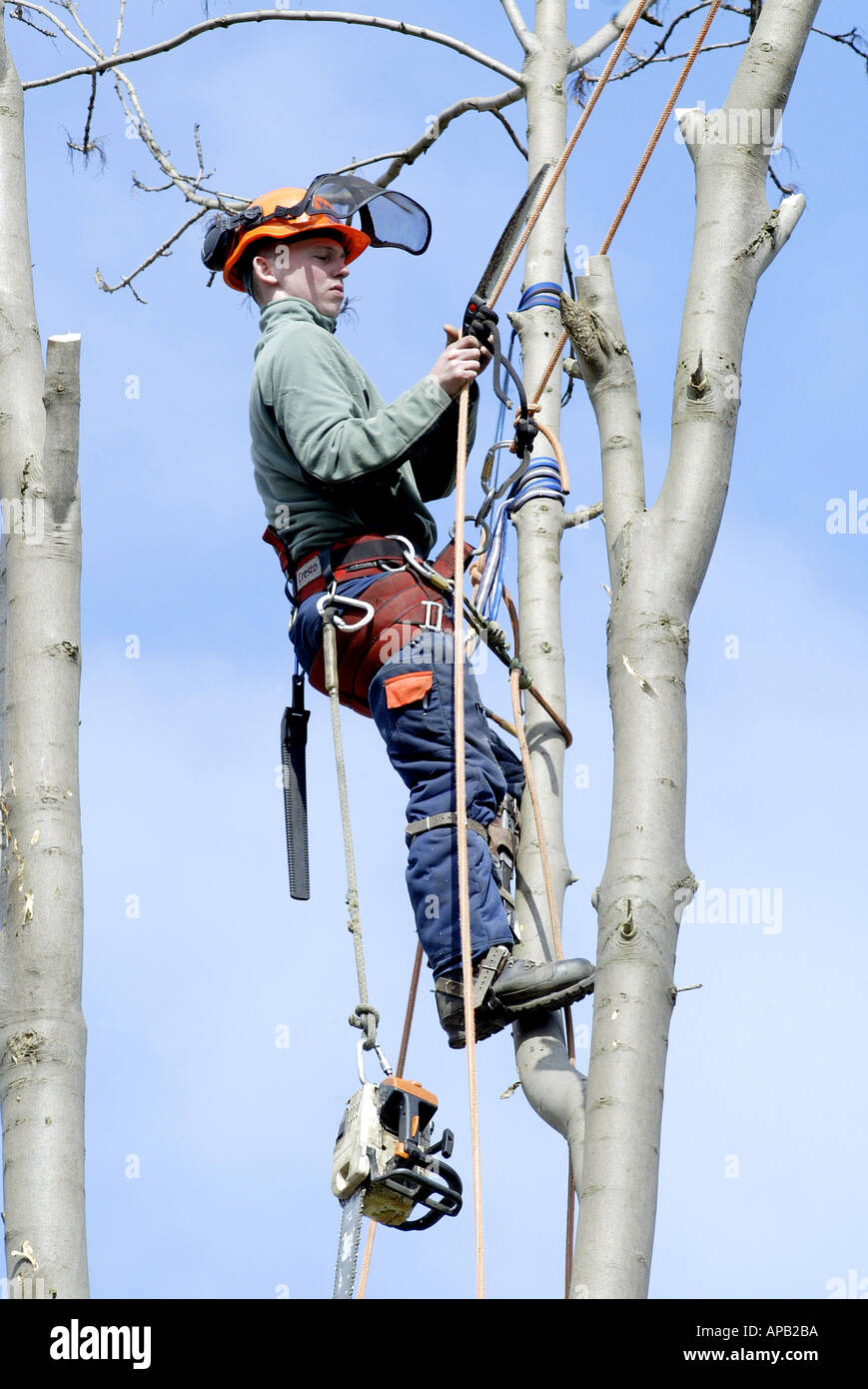 Tree Surgeon at work Stock Photo - Alamy
