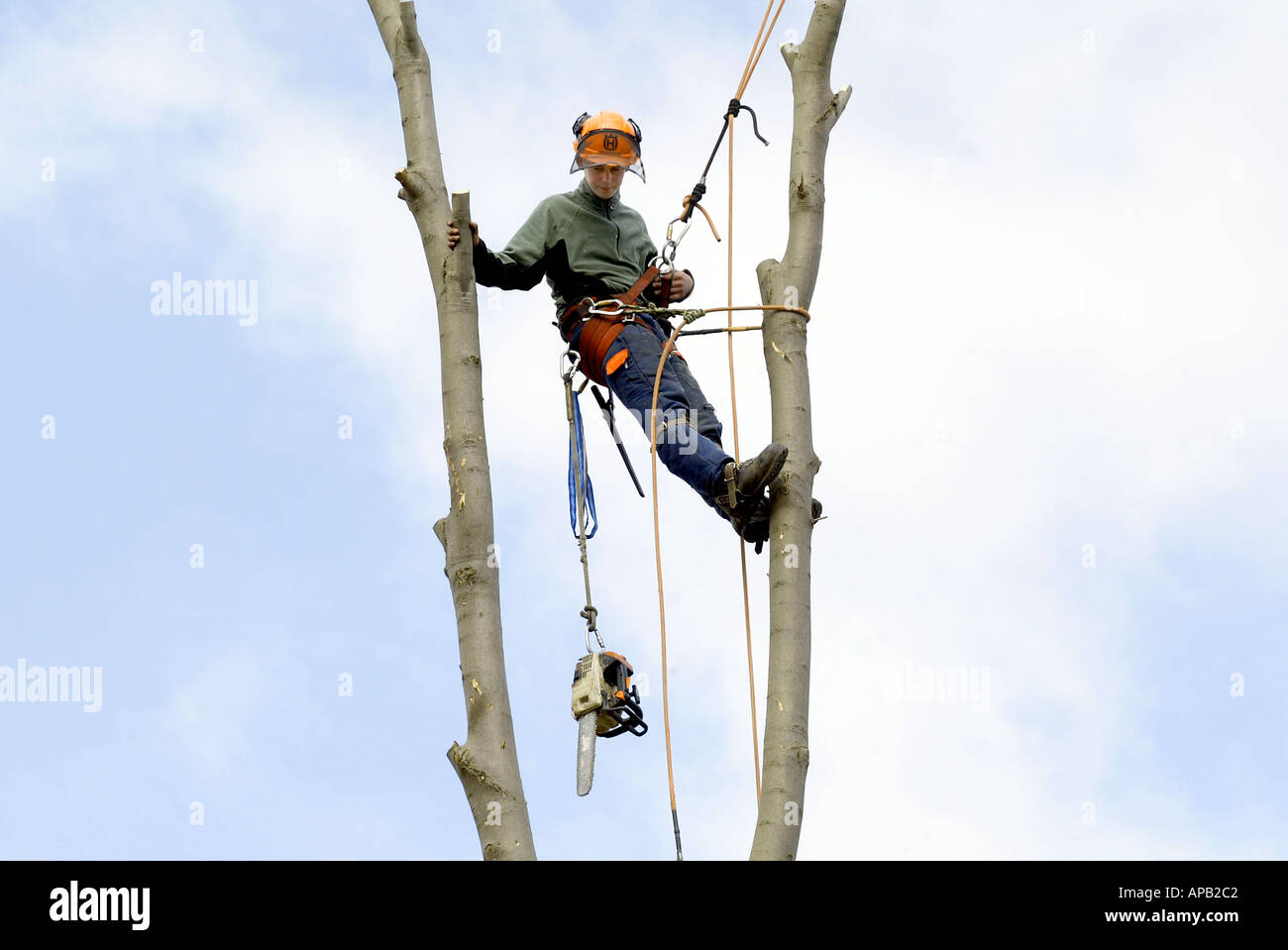 Tree Surgeon at work Stock Photo - Alamy