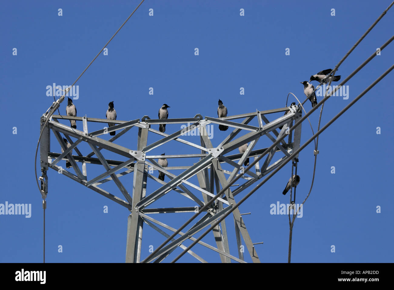 Crows sitting on power lines hi-res stock photography and images - Alamy