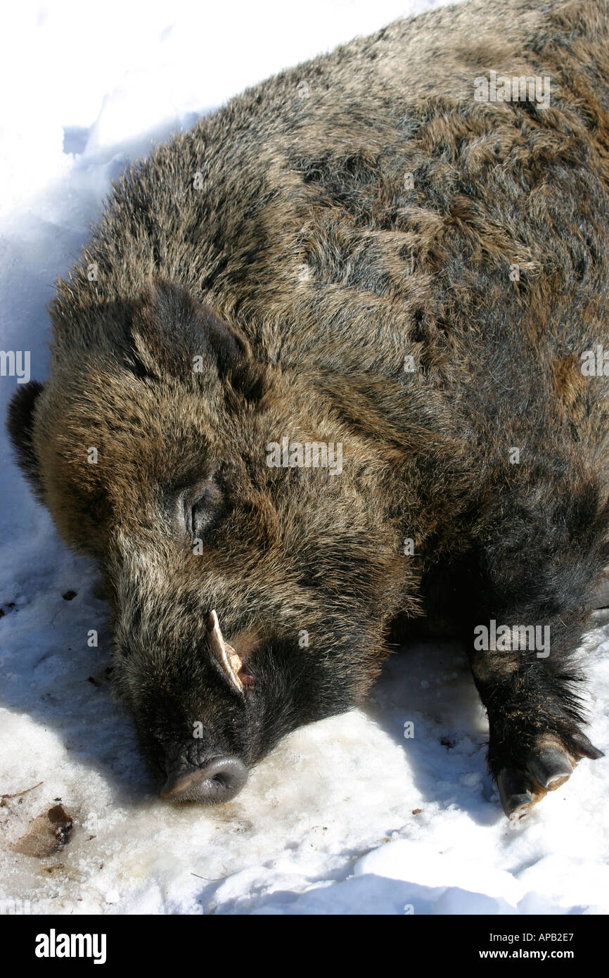 wild boar sleeping on snow Stock Photo - Alamy