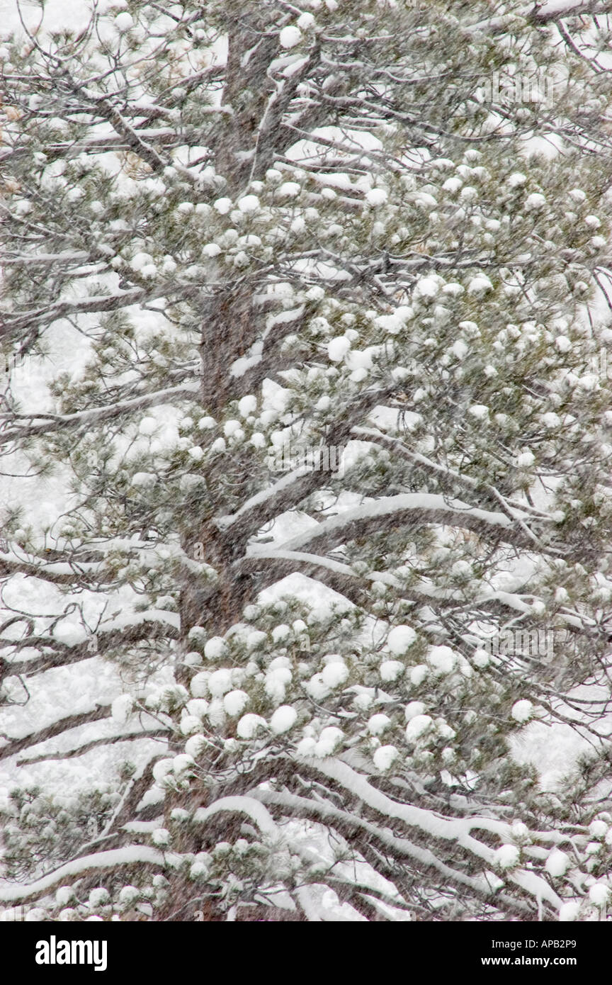 Ponderosa pines in snow hi-res stock photography and images - Alamy