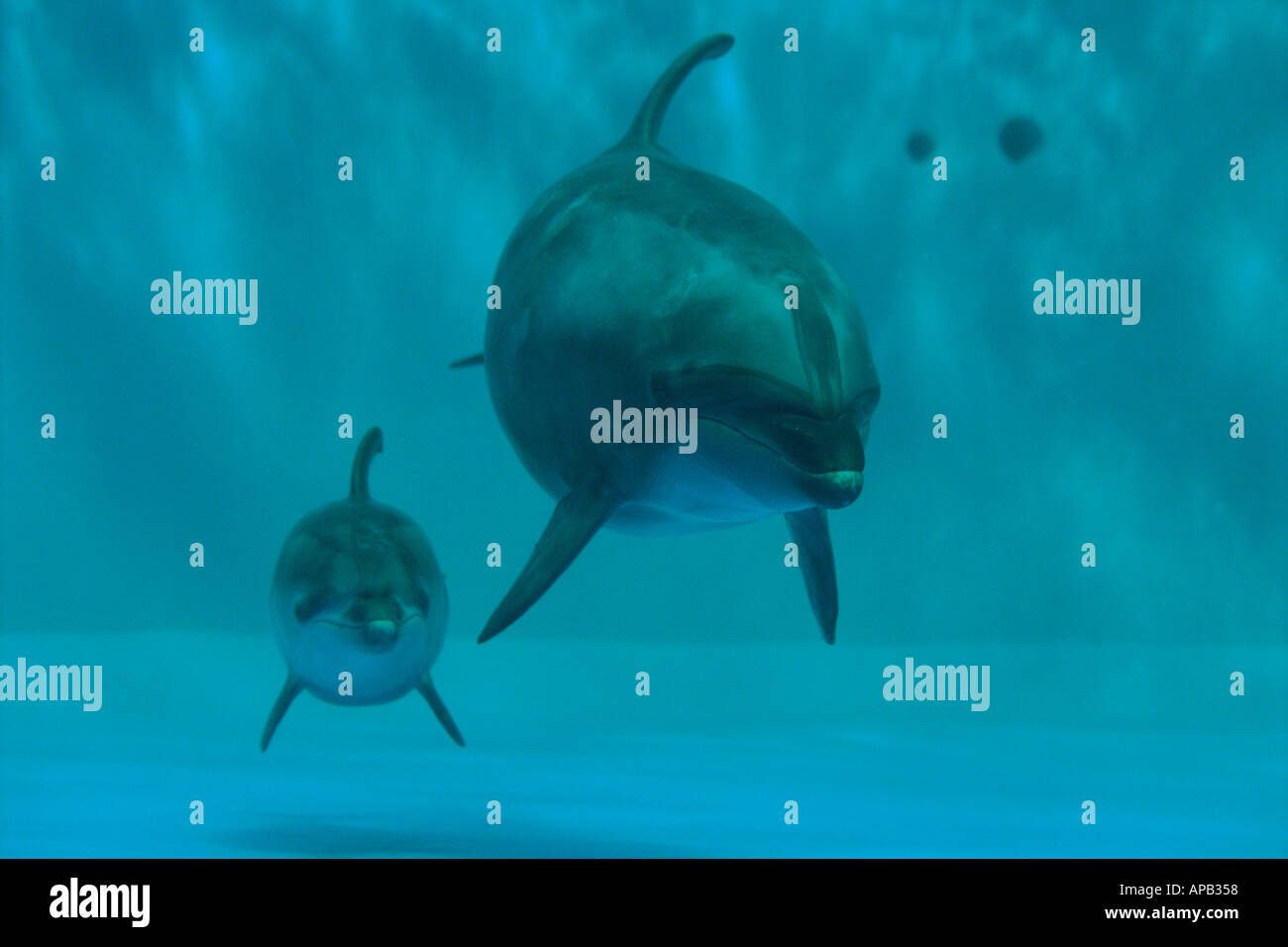 BOTTLENOSE DOLPHIN JAPAN Stock Photo - Alamy