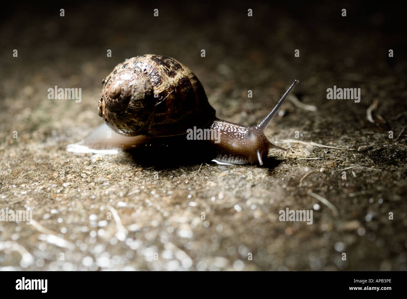 Common garden snail on a concrete path Stock Photo - Alamy