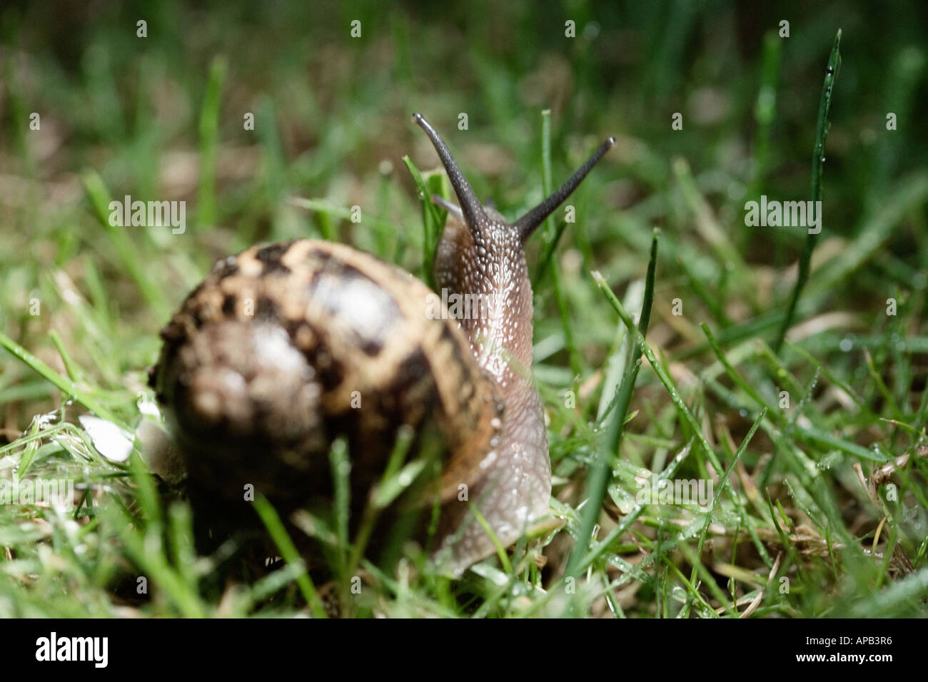 Helix aspersa snail in grass hi-res stock photography and images - Alamy