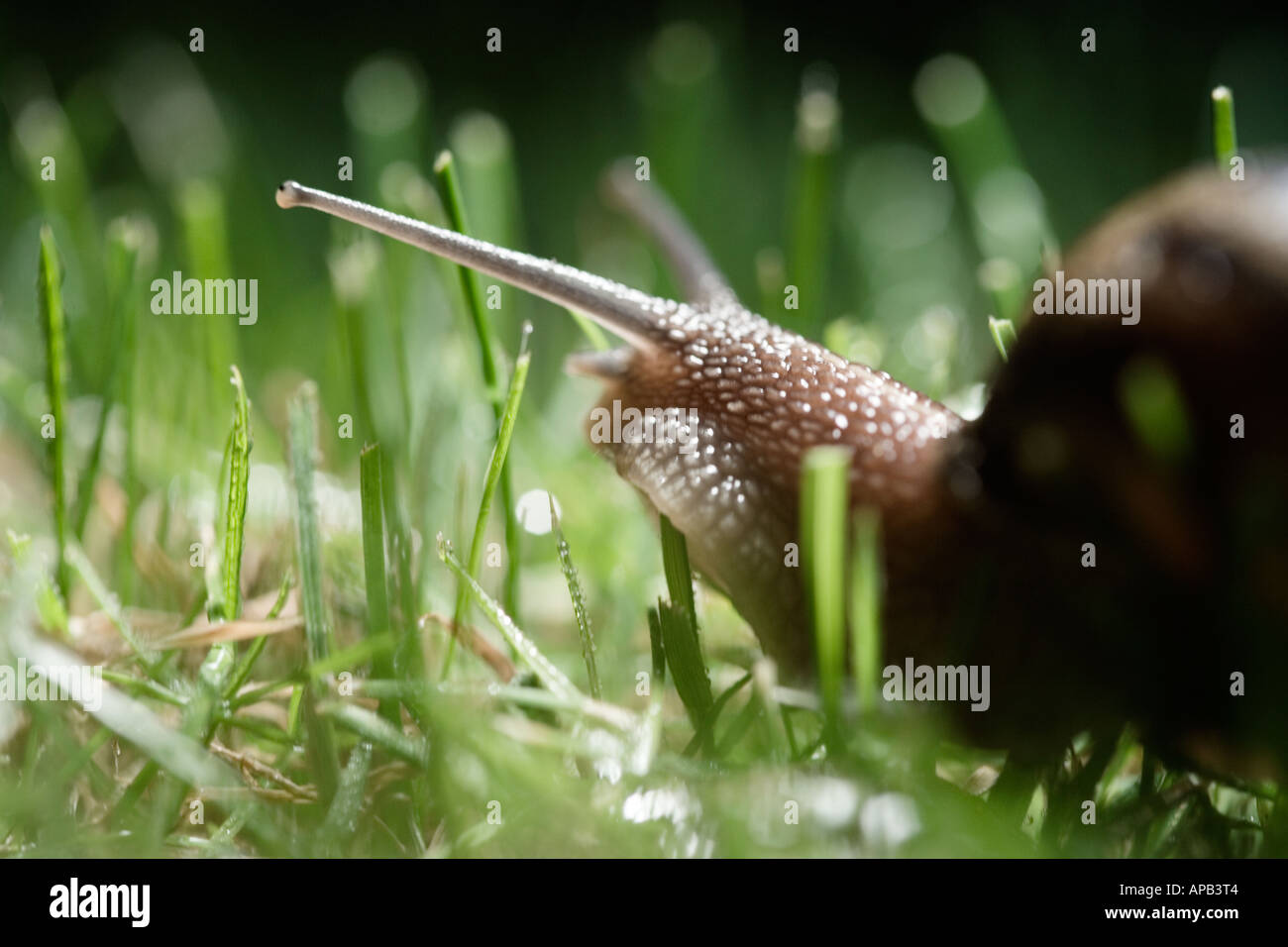 Common garden snail in the grass Stock Photo - Alamy