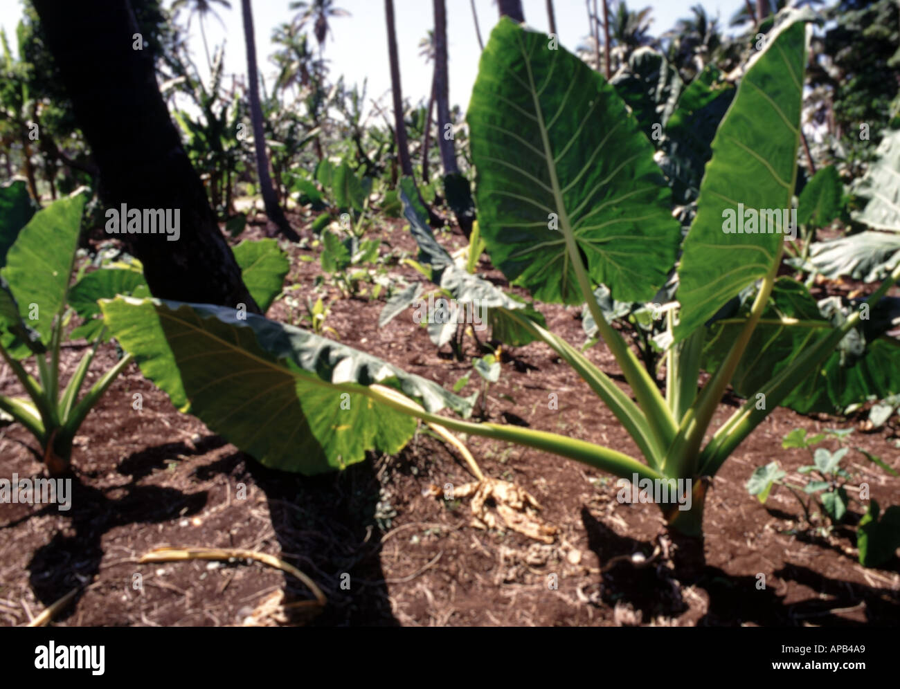 Taro plant and palms Tonga Stock Photo - Alamy