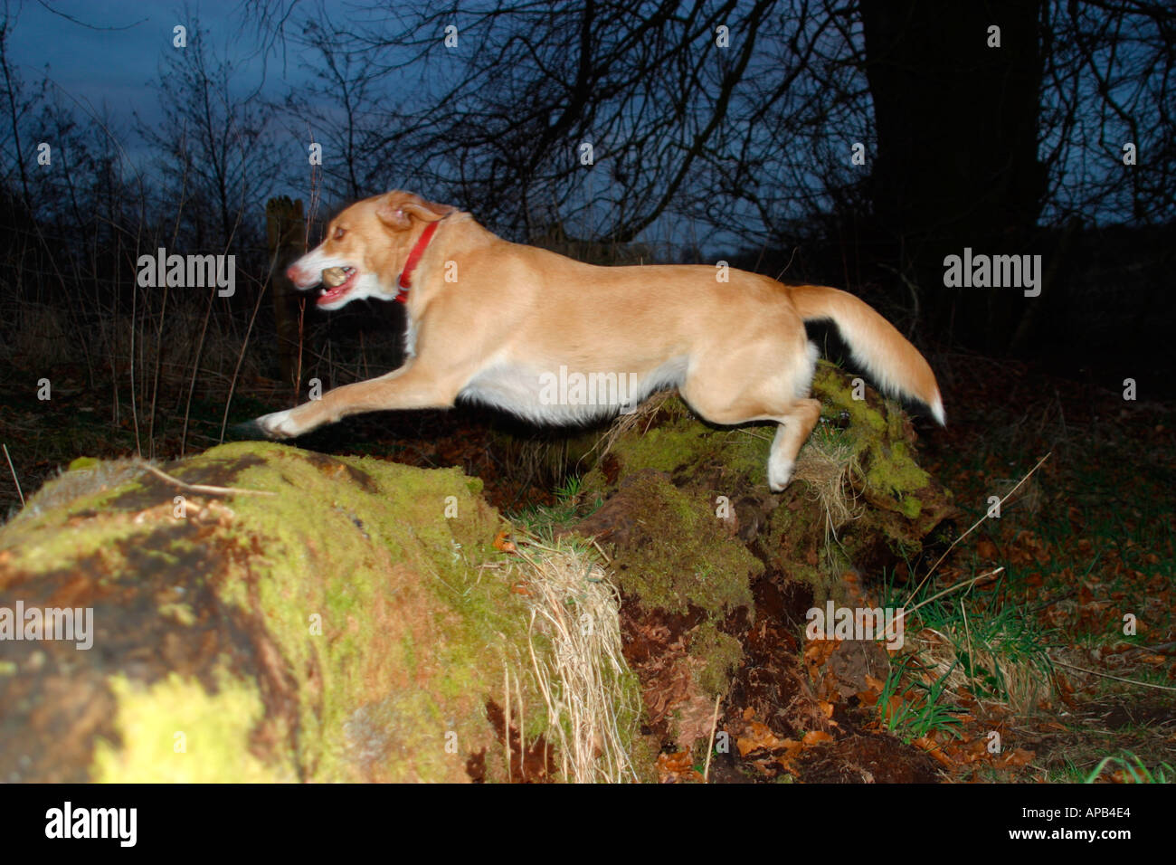 Dog jumping log Stock Photo - Alamy