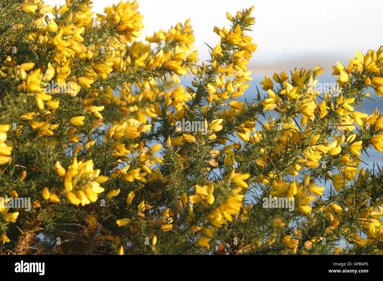 Scottish common gorse hi-res stock photography and images - Alamy