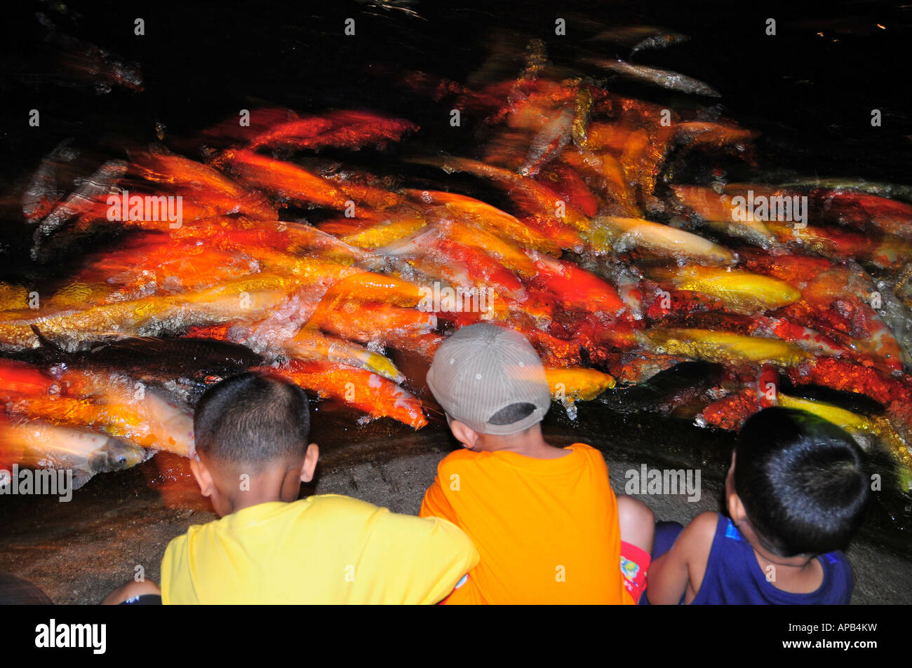 Japanese colorful Koi fish Stock Photo - Alamy