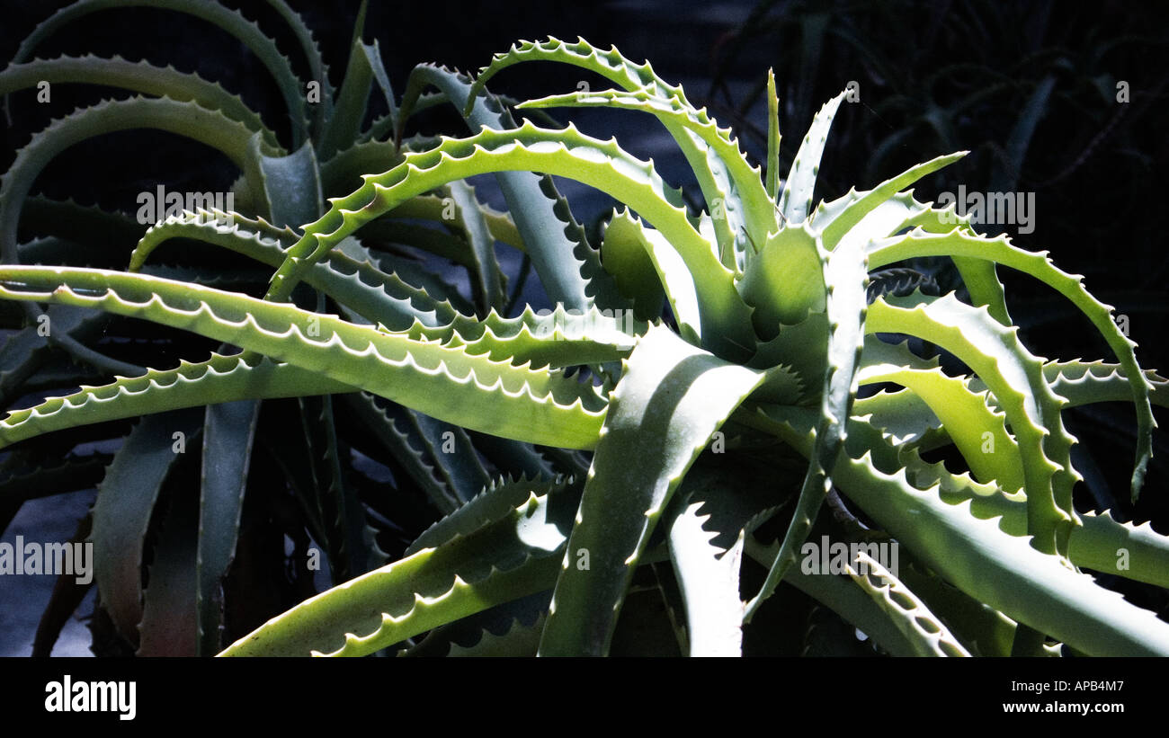 An agave plant Stock Photo - Alamy