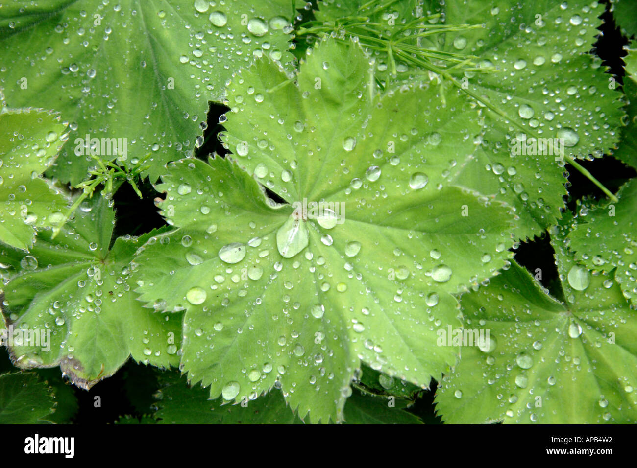 Alchemilla mollis plants hi-res stock photography and images - Alamy