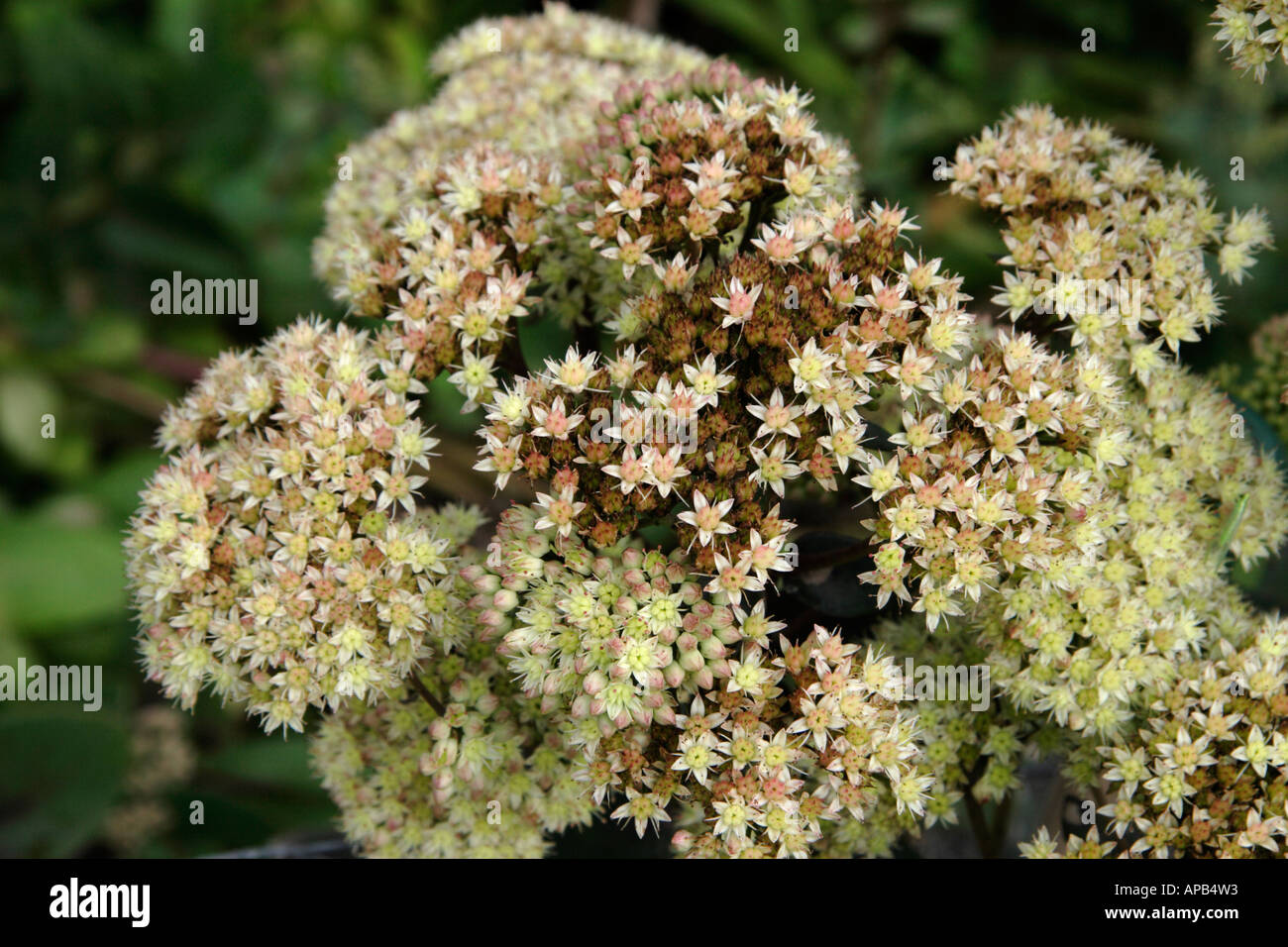 Sedum, late Summer Stock Photo - Alamy