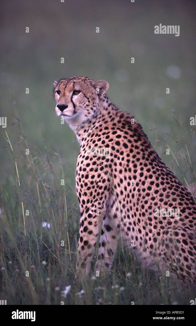 Live cheetah hi-res stock photography and images - Alamy