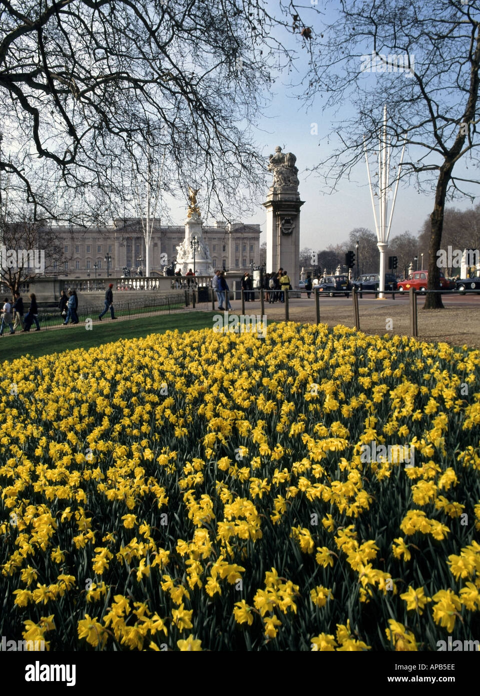 The Mall London Spring display of Daffodils along the edge of St James ...