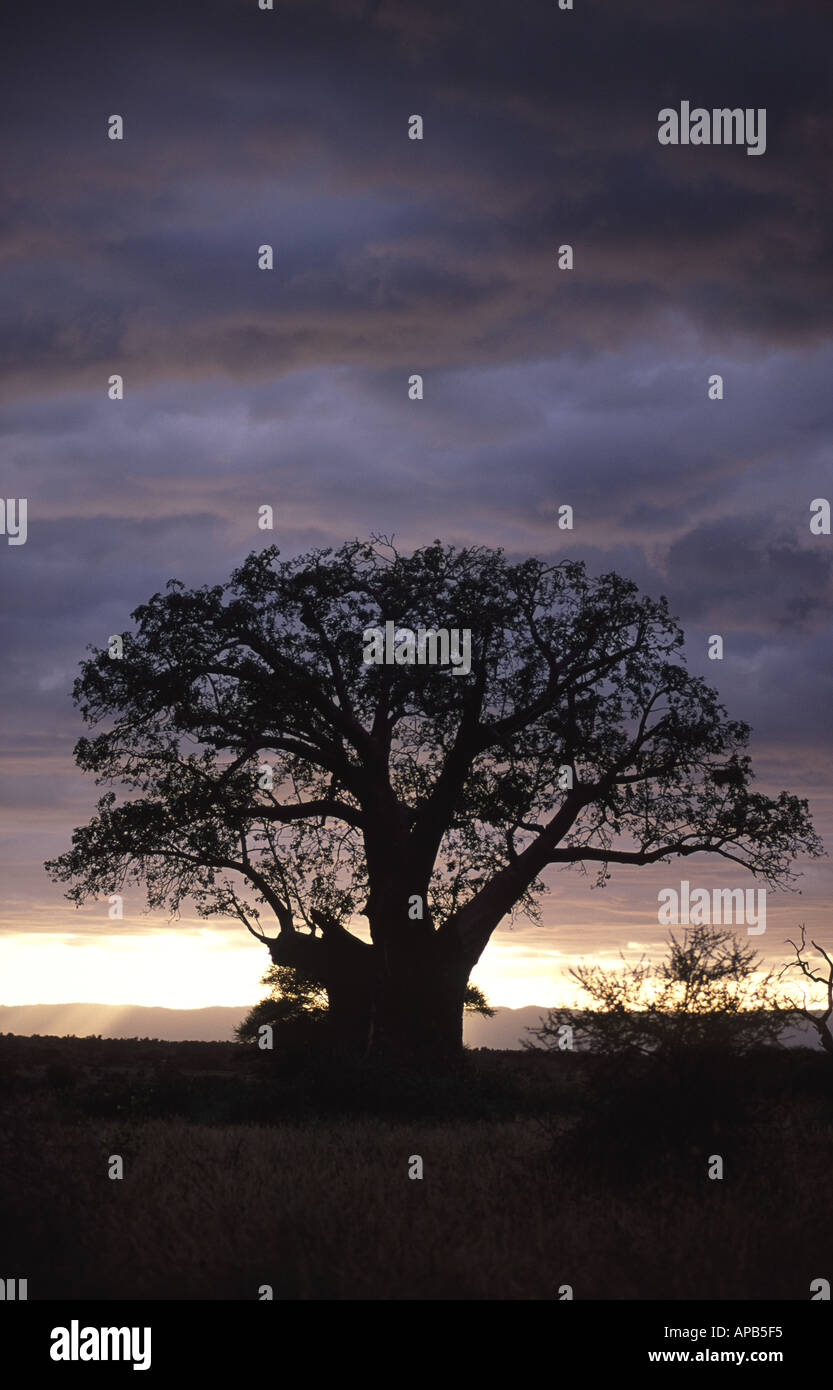 Age african baobab tree adansonia digitata at sunset hi-res stock ...
