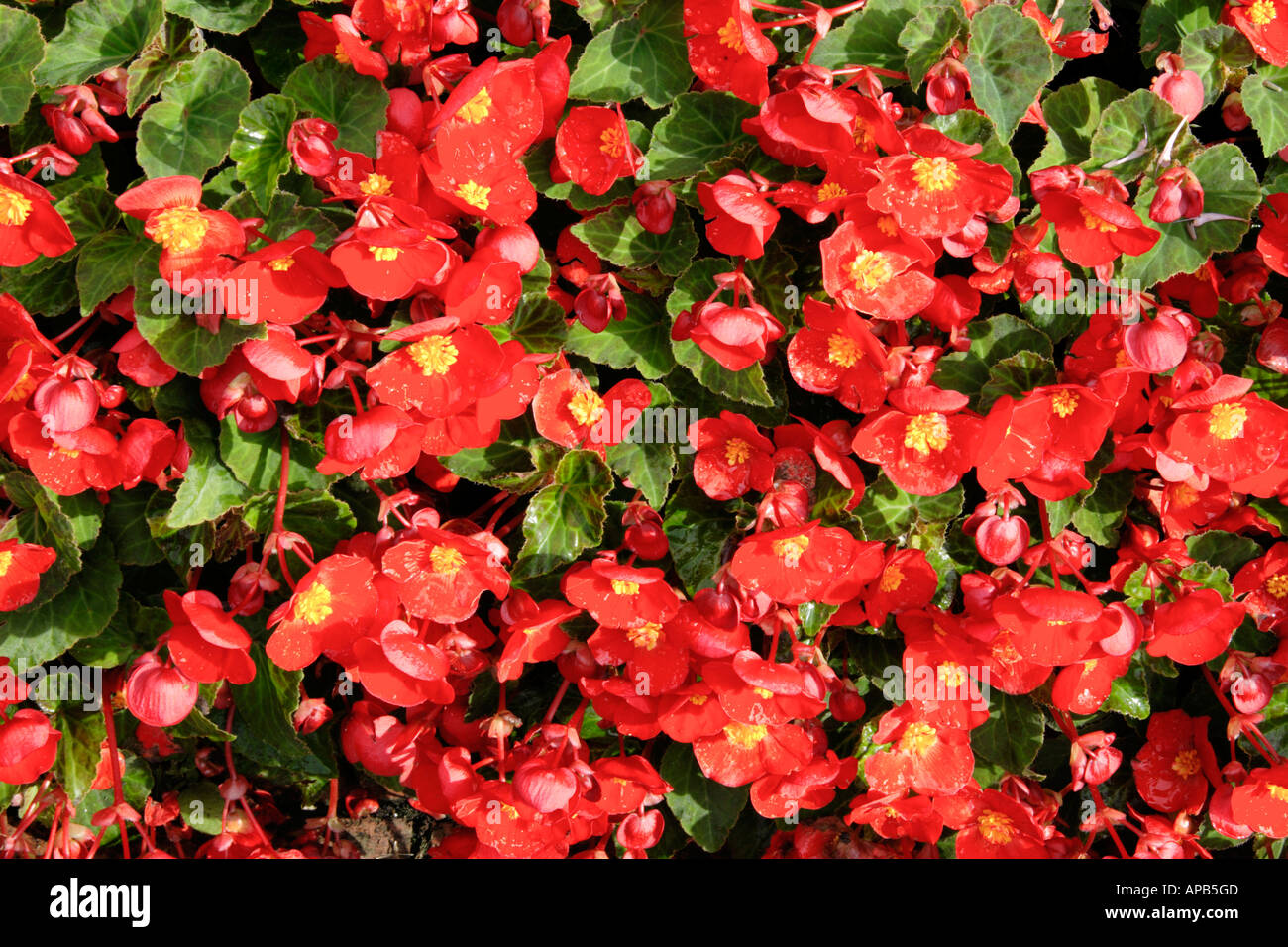 Scarlet begonia hi-res stock photography and images - Alamy