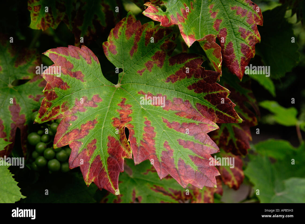 Vine leaves turn red hi-res stock photography and images - Alamy
