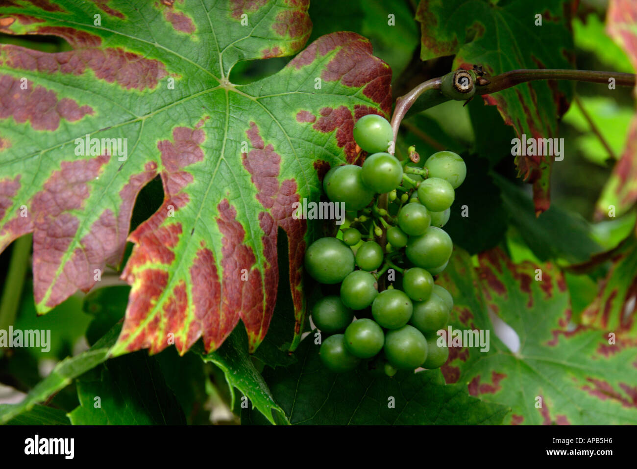 Fruiting vines hi-res stock photography and images - Alamy
