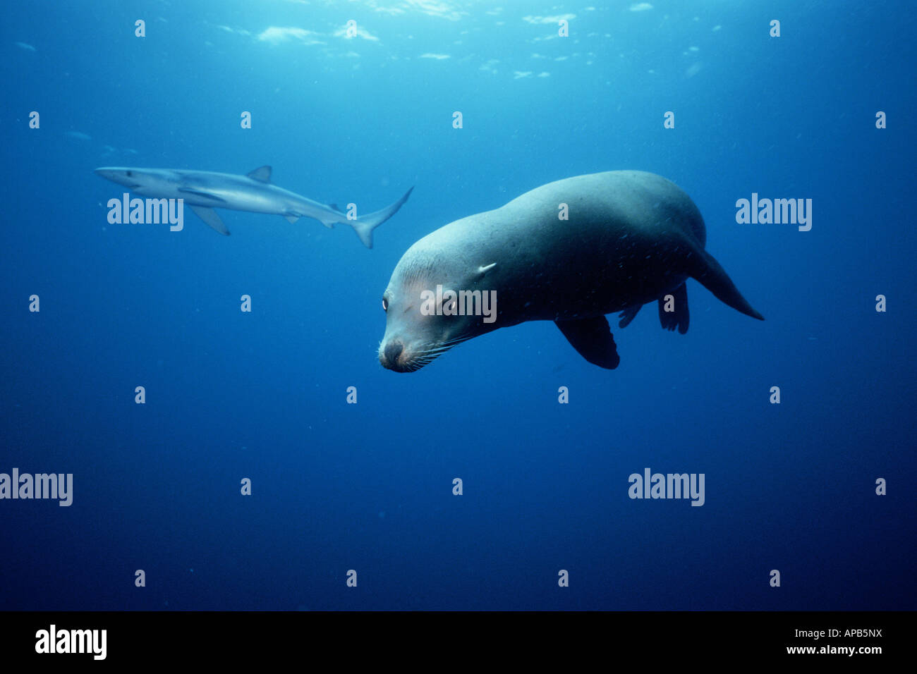 Blue shark prionace glauca california hi-res stock photography and ...