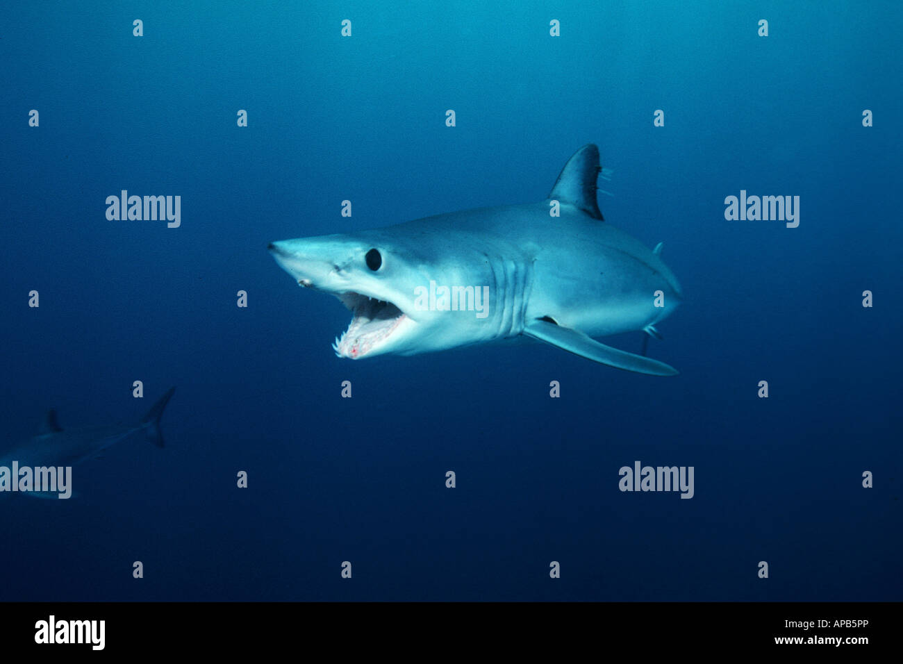 Shark open mouth teeth growing hi-res stock photography and images - Alamy