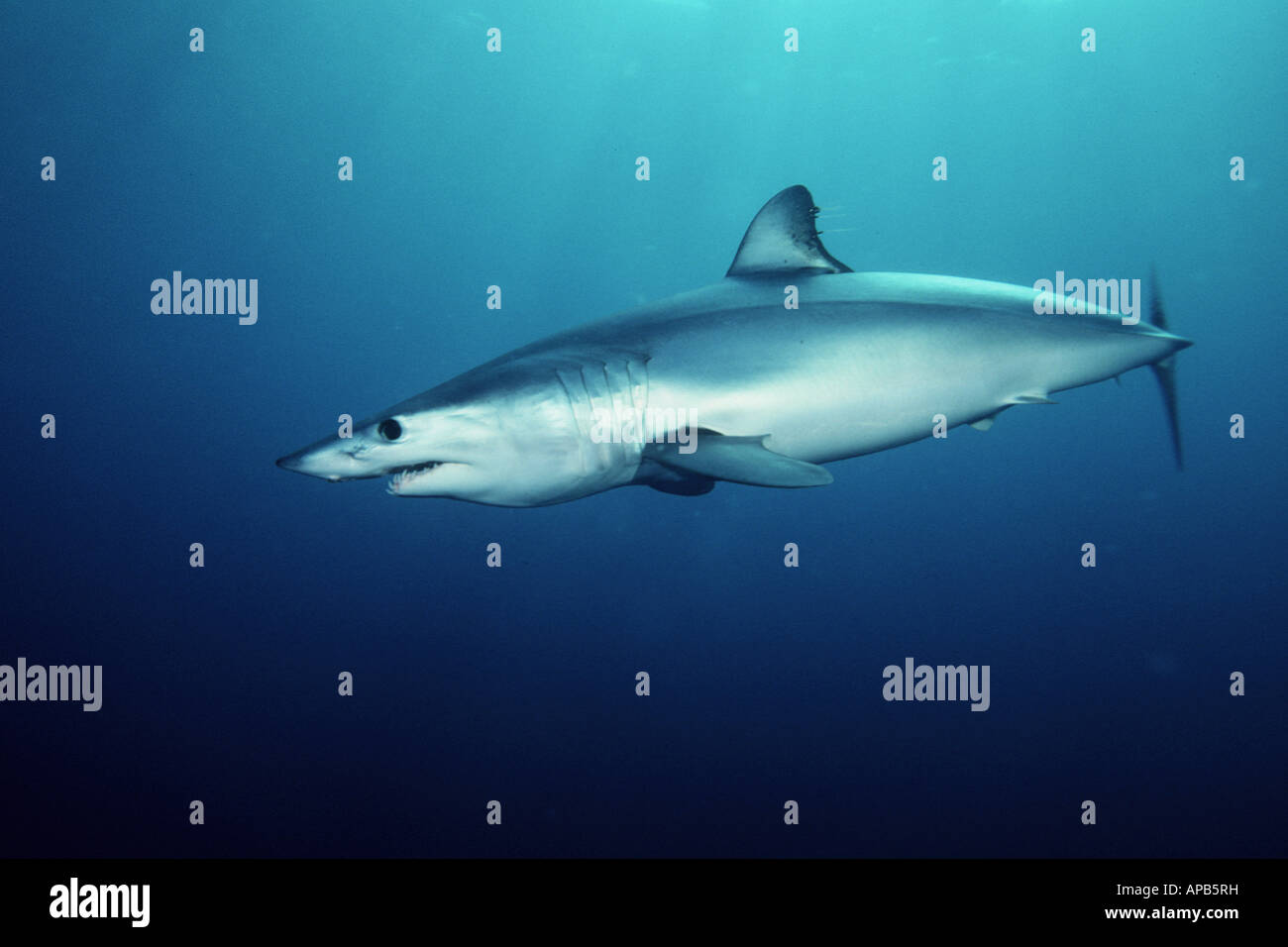 Shortfin shark hi-res stock photography and images - Alamy