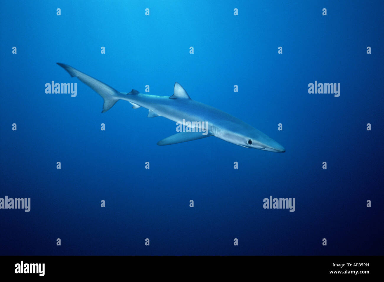 Blue shark Prionace glauca Stock Photo - Alamy
