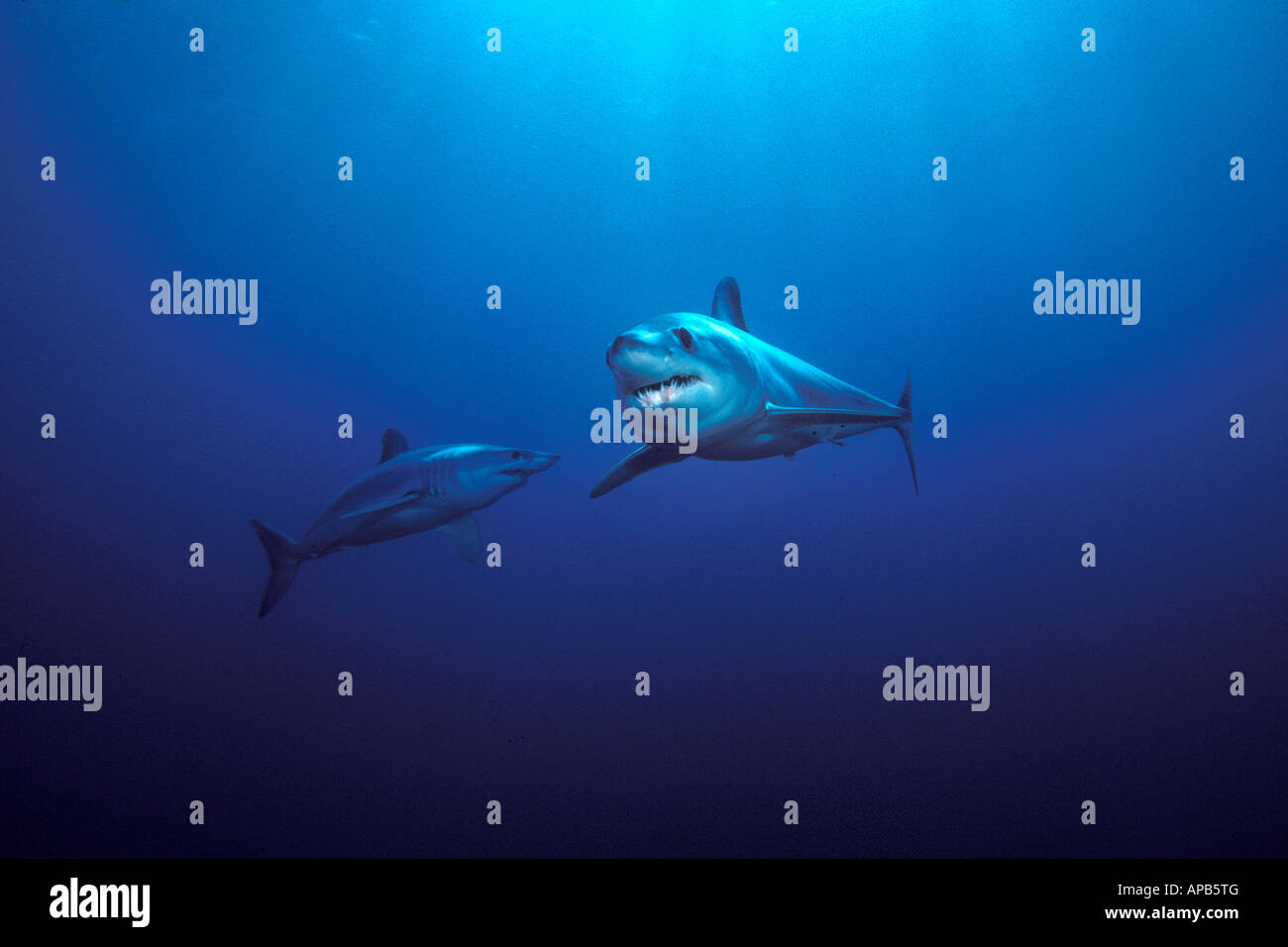 Shortfin mako isurus oxyrinchus teeth hi-res stock photography and ...