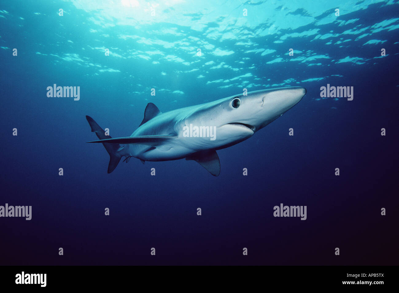 Blue shark Prionace glauca Stock Photo - Alamy